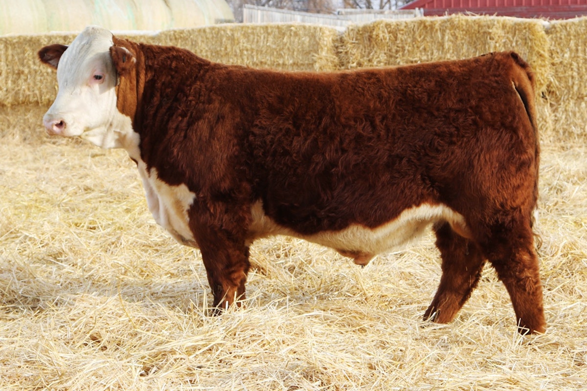 Njw Herd Sires Njw Polled Herefords