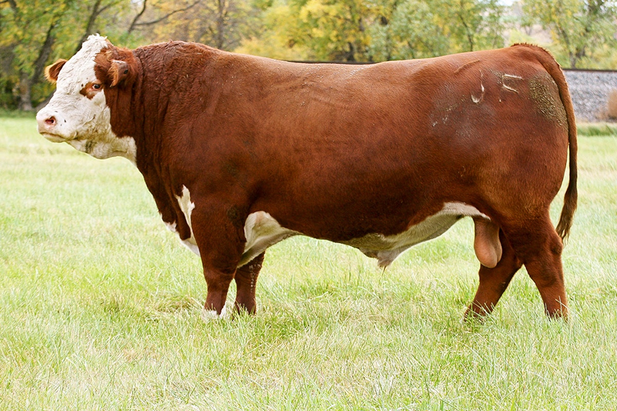 Njw Herd Sires Njw Polled Herefords