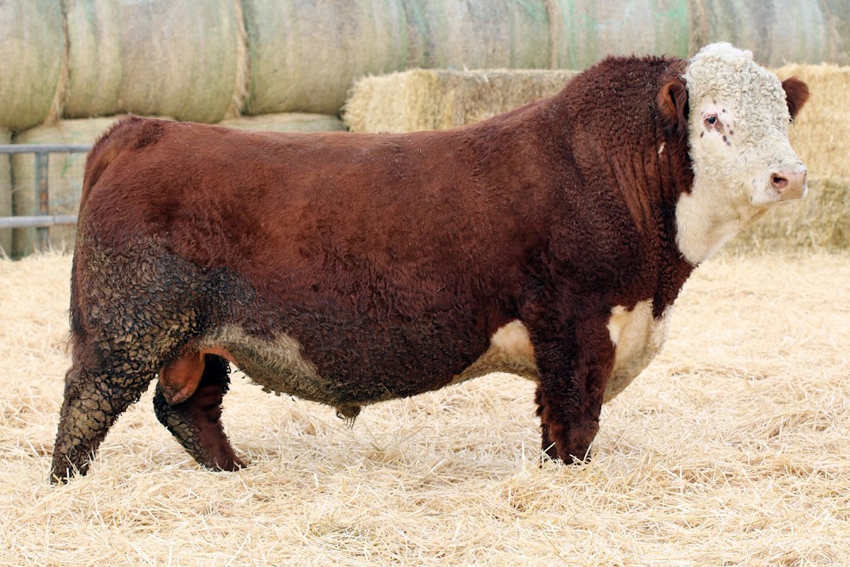 Njw Herd Sires Njw Polled Herefords